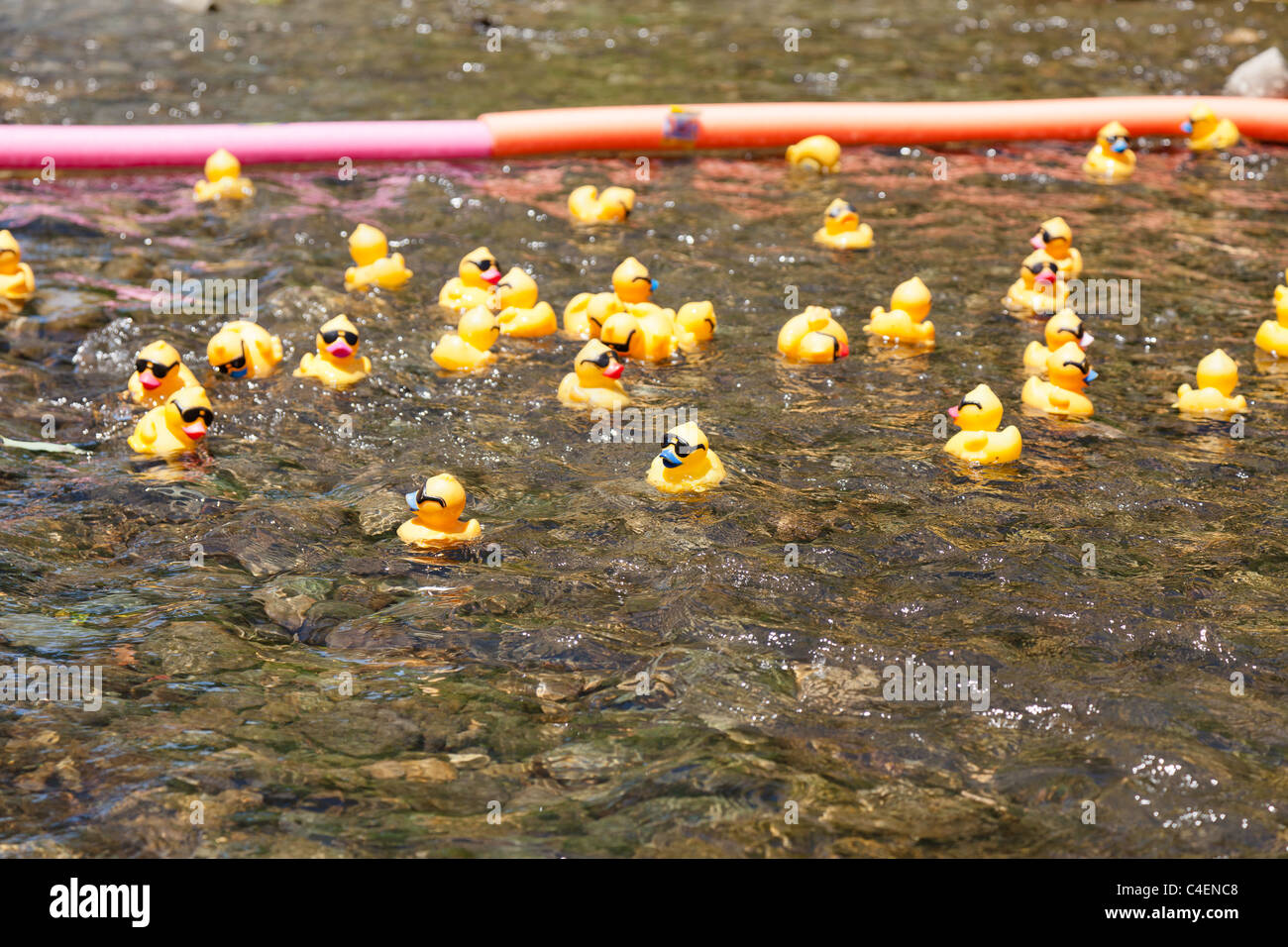 LOS GATOS, CA, USA - JUNE 12: The rubber duckies are kicking off their ...