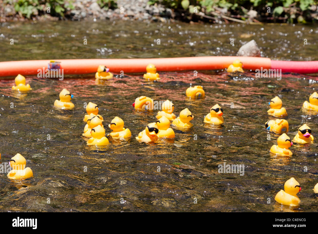 LOS GATOS, CA, USA - JUNE 12: The rubber duckies are kicking off their ...