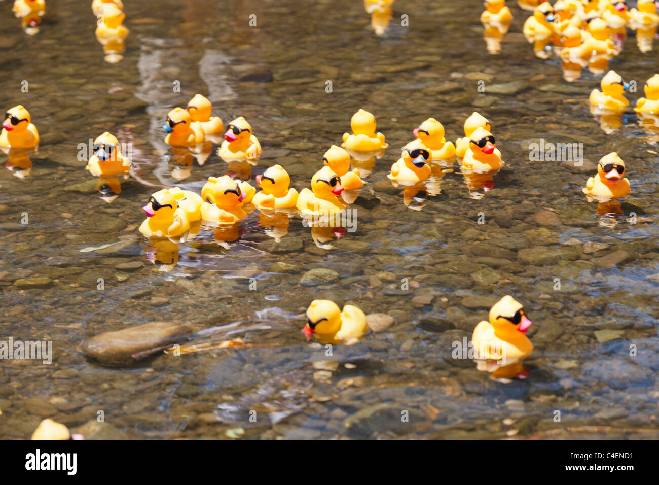 LOS GATOS, CA, USA - JUNE 12: The rubber duckies are kicking off their ...