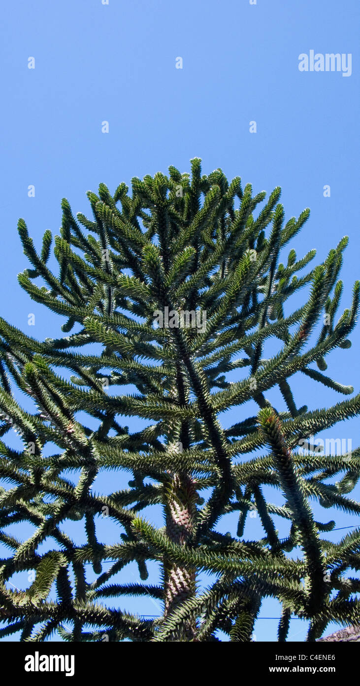 The monkey tree hi-res stock photography and images - Alamy