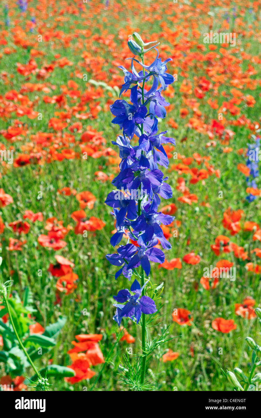 Comfrey by a field hi-res stock photography and images - Alamy