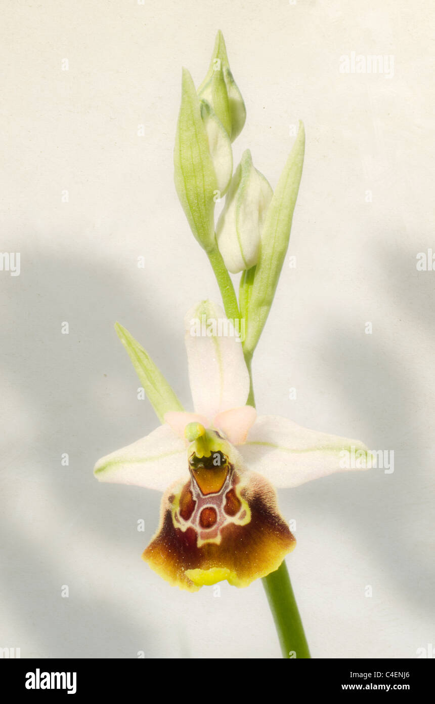 Ophrys late spider orchid ophrys hi-res stock photography and images ...