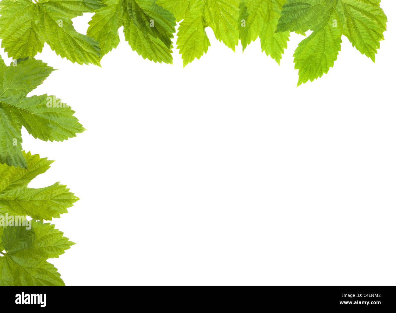 Green Leaves Vines Border