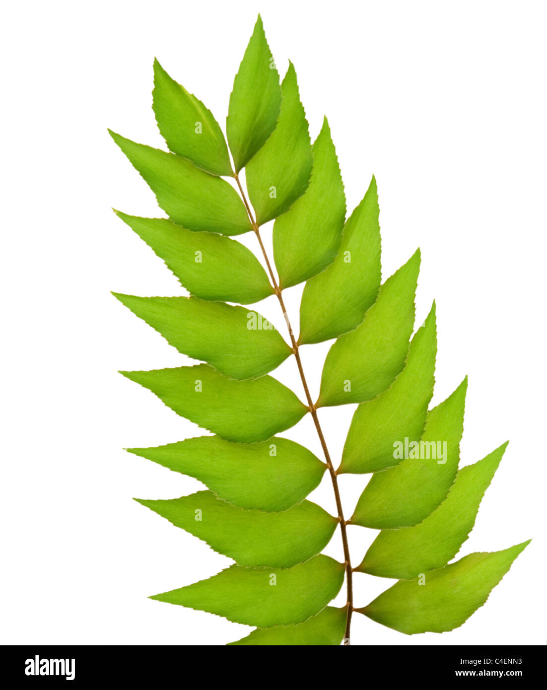 Branch of green leaves isolated on white background Stock Photo - Alamy