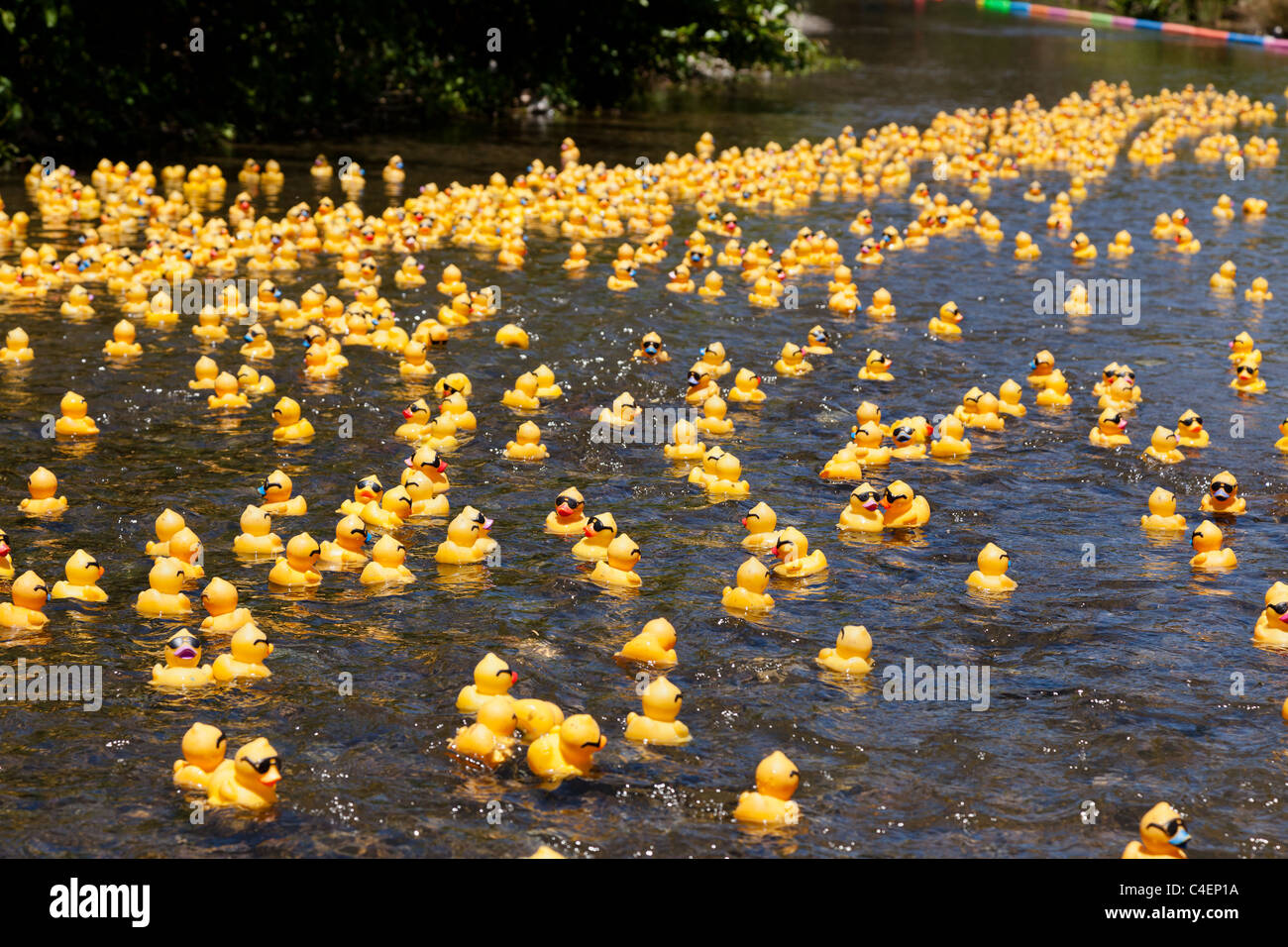 LOS GATOS, CA, USA - JUNE 12: The rubber duckies are kicking off their ...
