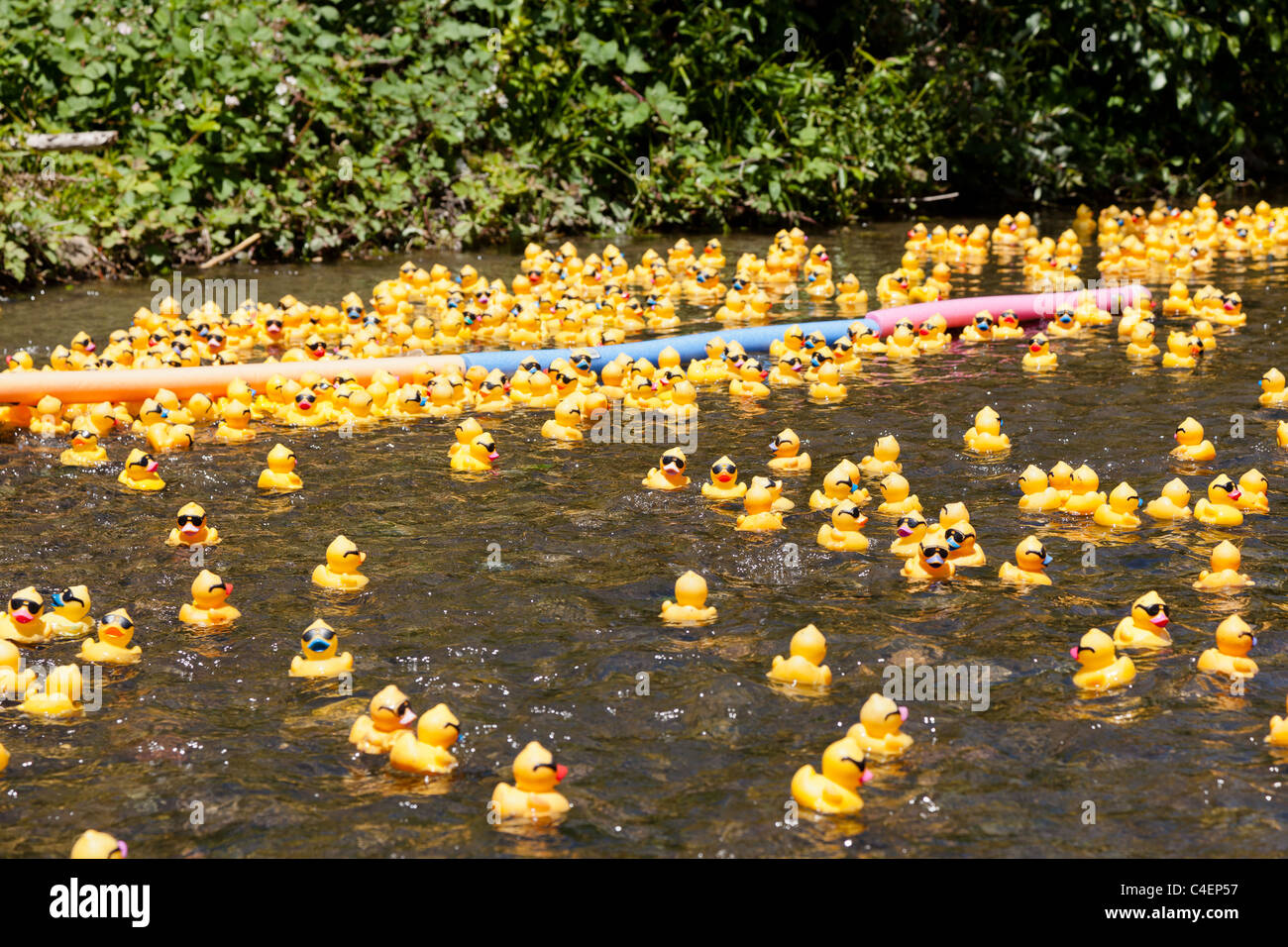 LOS GATOS, CA, USA - JUNE 12: The rubber duckies are kicking off their ...