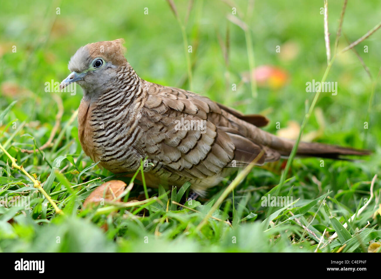 Zebra Dove, Or Barred Ground Dove Stock Photo - Alamy