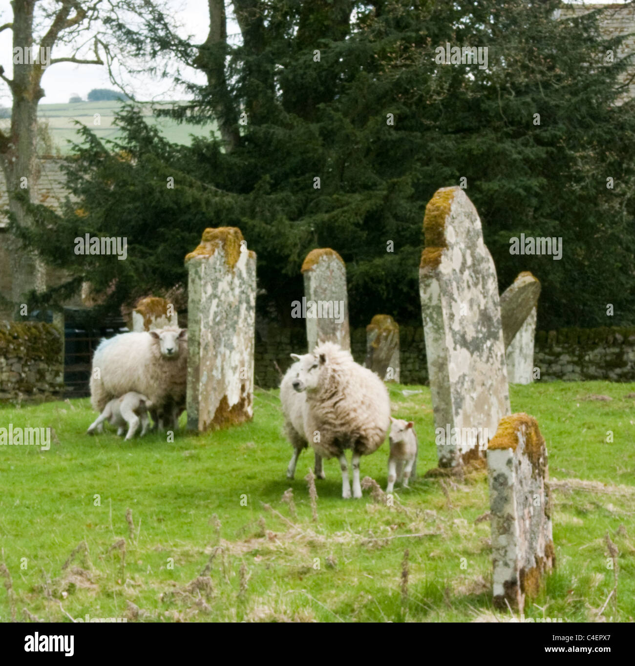 Grave lamb hi-res stock photography and images - Alamy