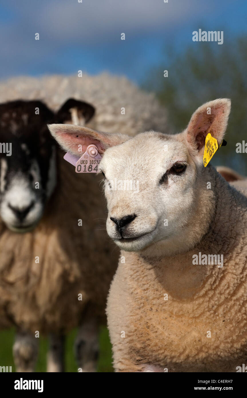 Ewe tube hi-res stock photography and images - Alamy
