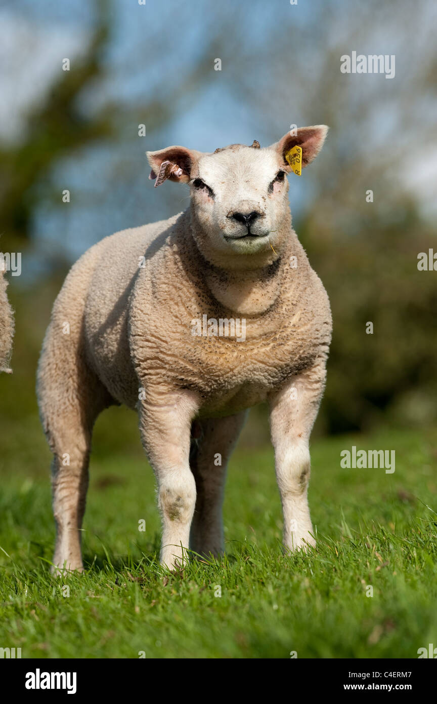 Beltex sheep lamb hi-res stock photography and images - Alamy