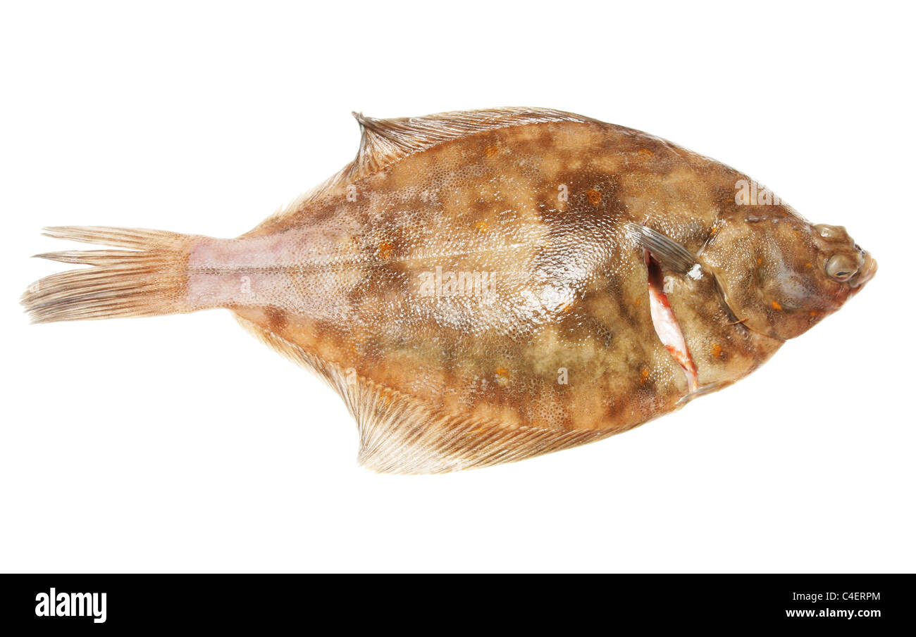 Whole plaice flat fish on a white background Stock Photo - Alamy