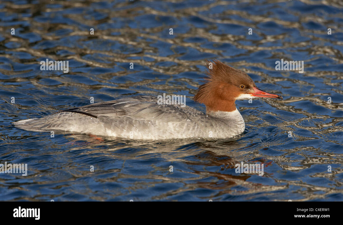 Common Merganser, Goosander (Mergus merganser), female swimming Stock ...