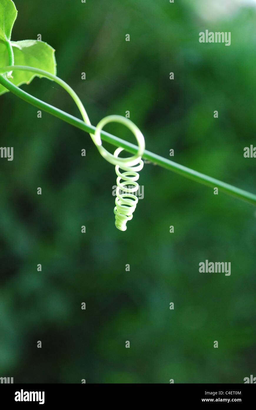 Creeping tendrils hi-res stock photography and images - Alamy