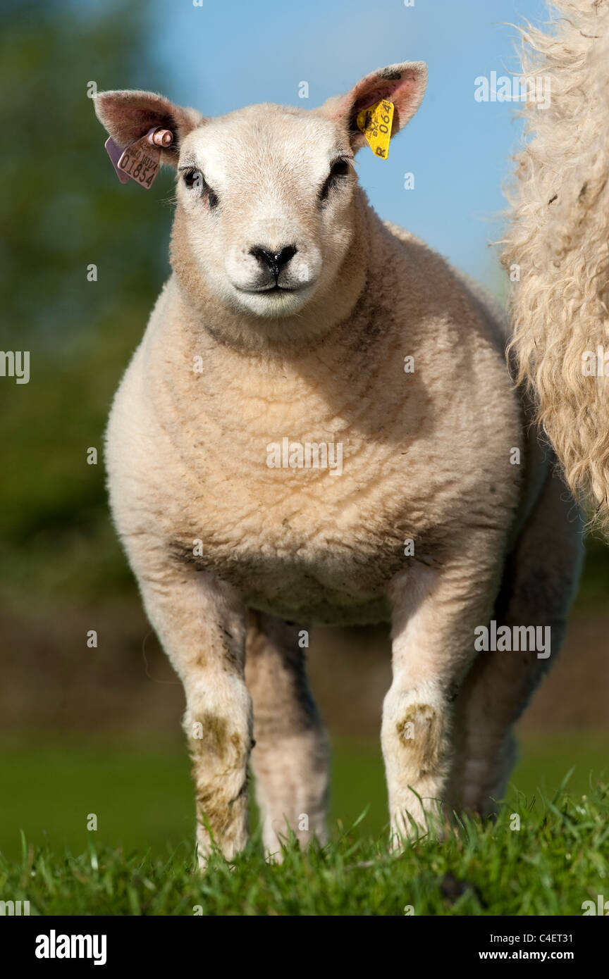 Beltex sheep lamb hi-res stock photography and images - Alamy