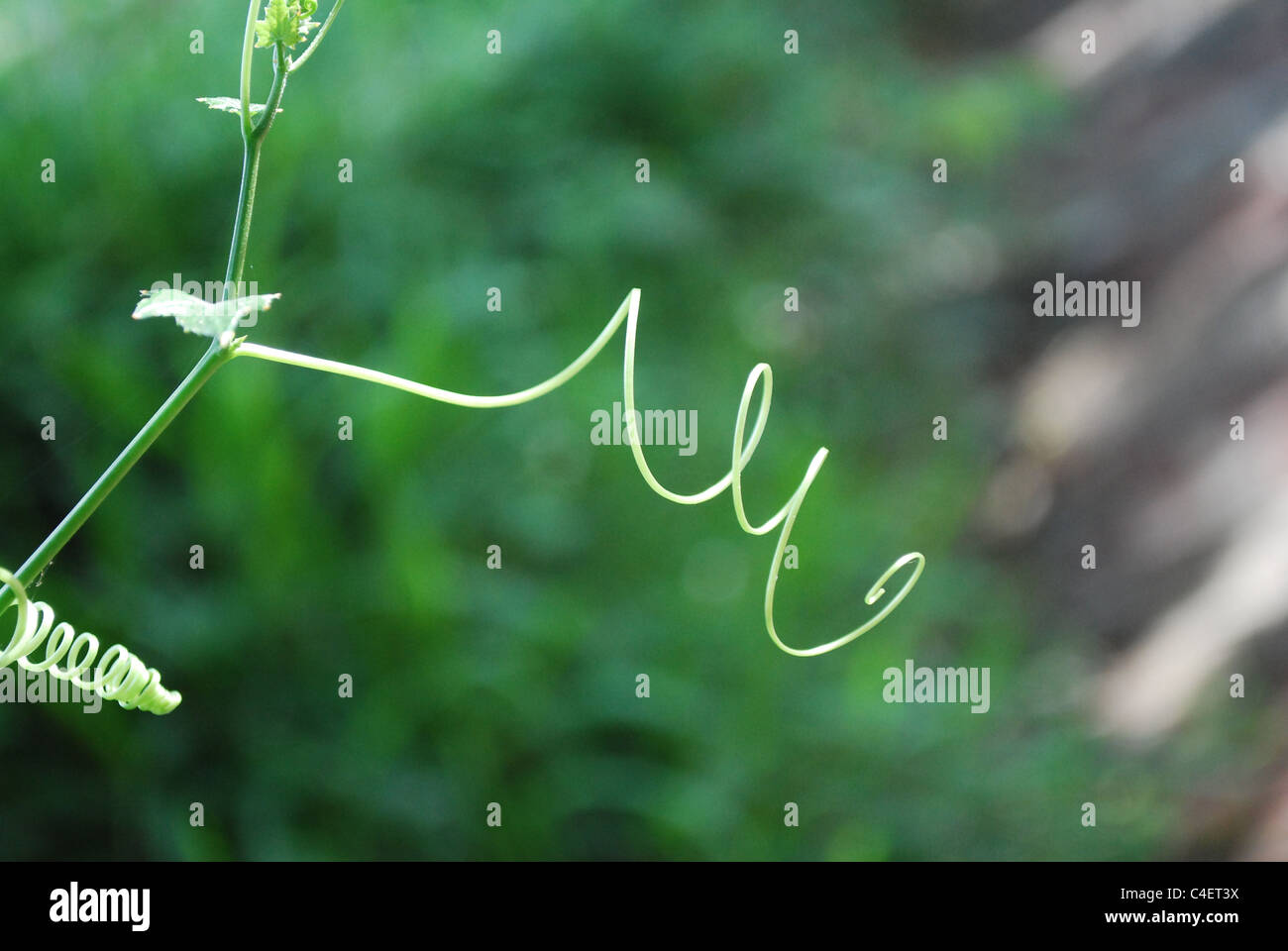 Creep plant hi-res stock photography and images - Alamy