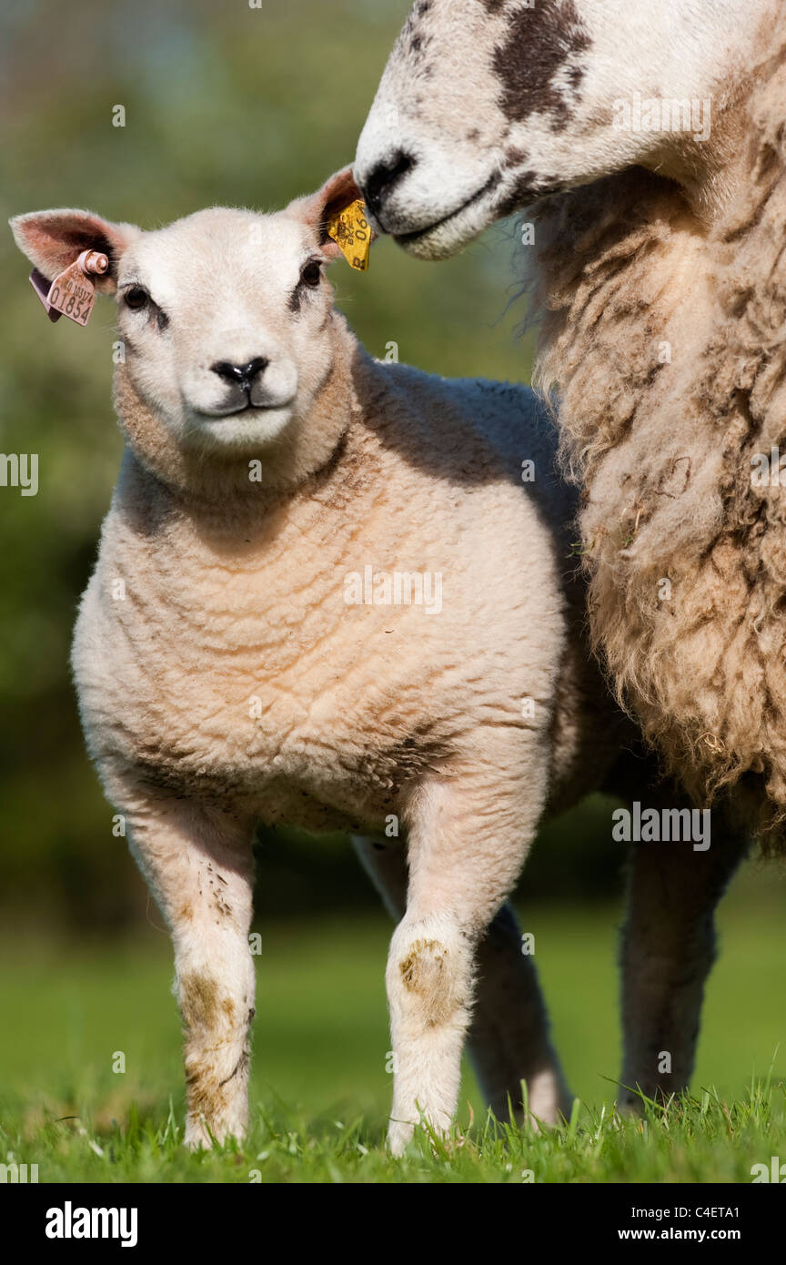 Beltex sheep lamb hi-res stock photography and images - Alamy
