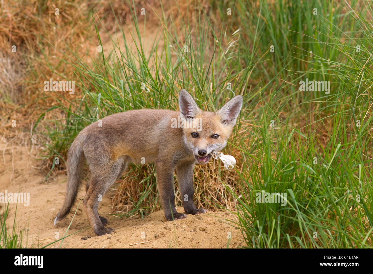 Fox cub den hi-res stock photography and images - Alamy