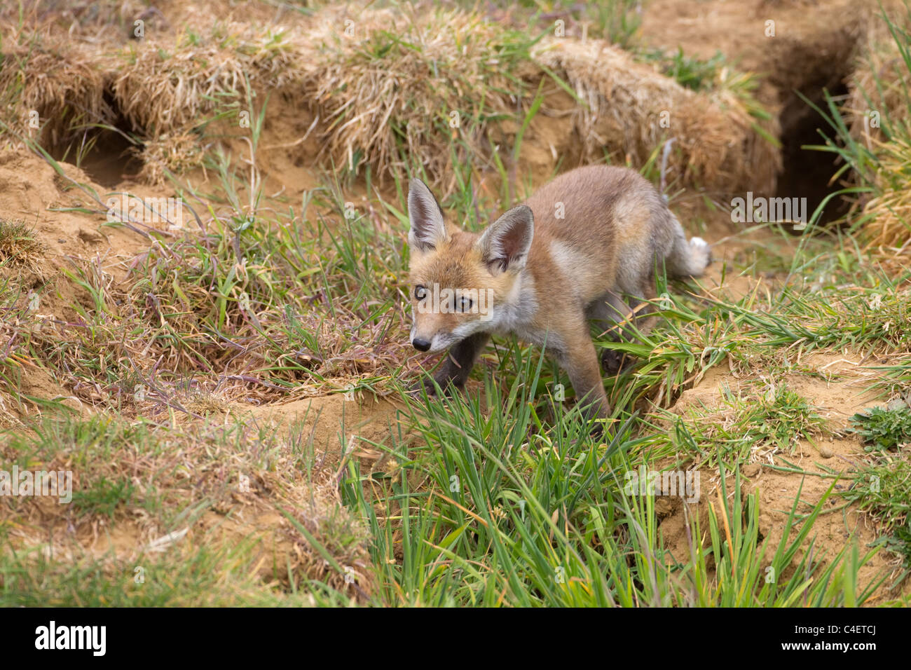 Fox cub den hi-res stock photography and images - Alamy