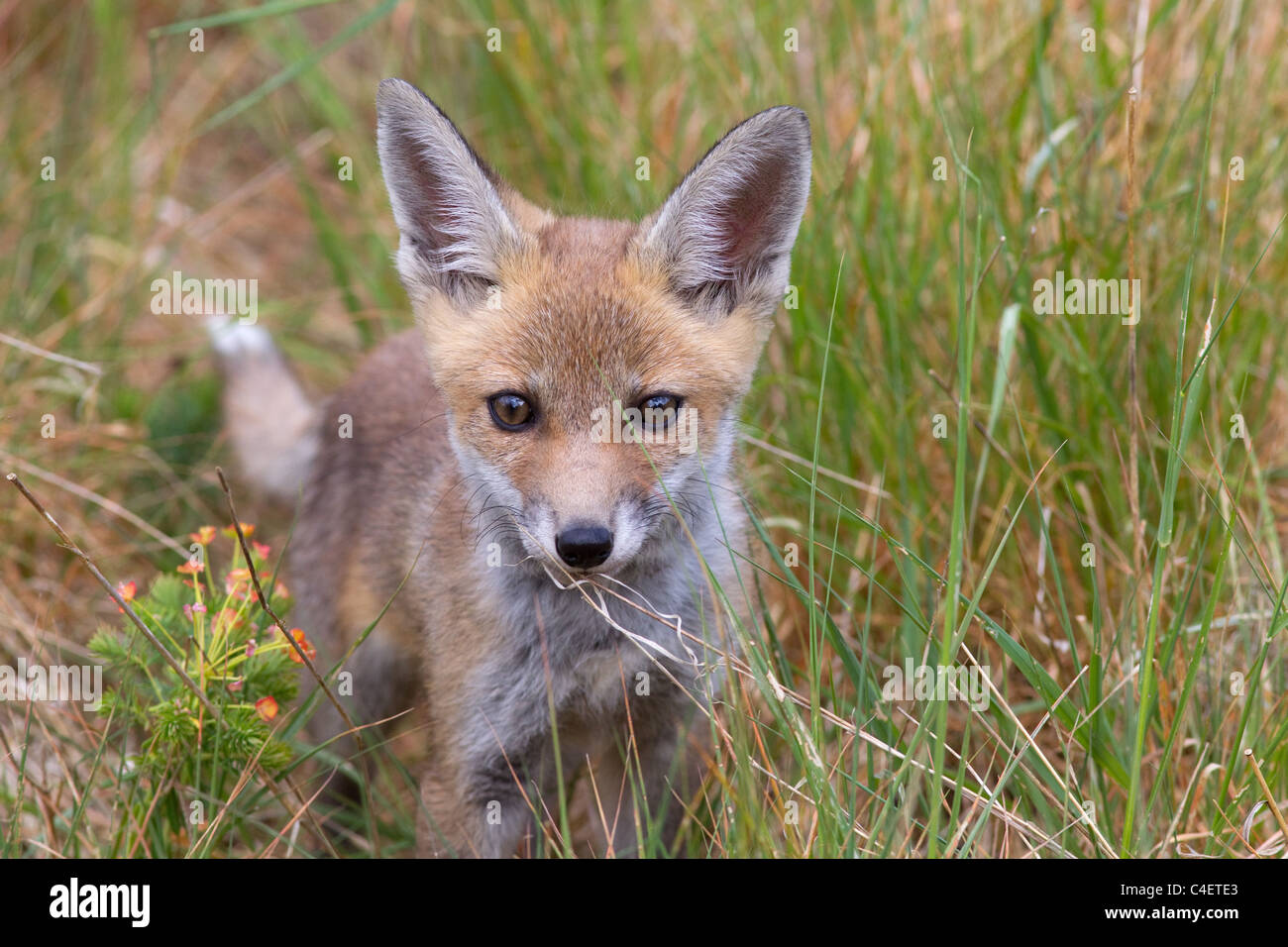 Red fox watching cub hi-res stock photography and images - Alamy