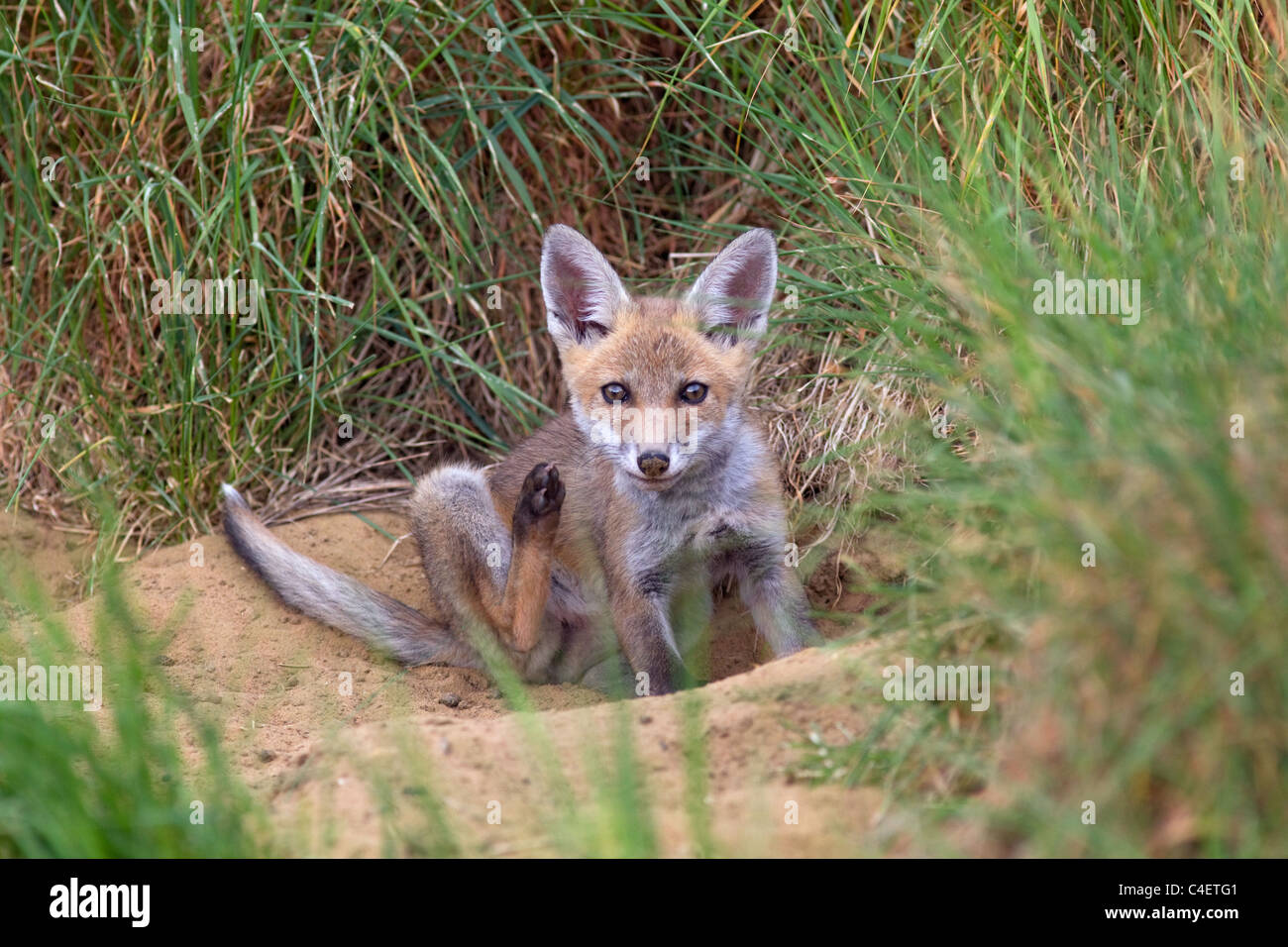 Breeding den hi-res stock photography and images - Alamy