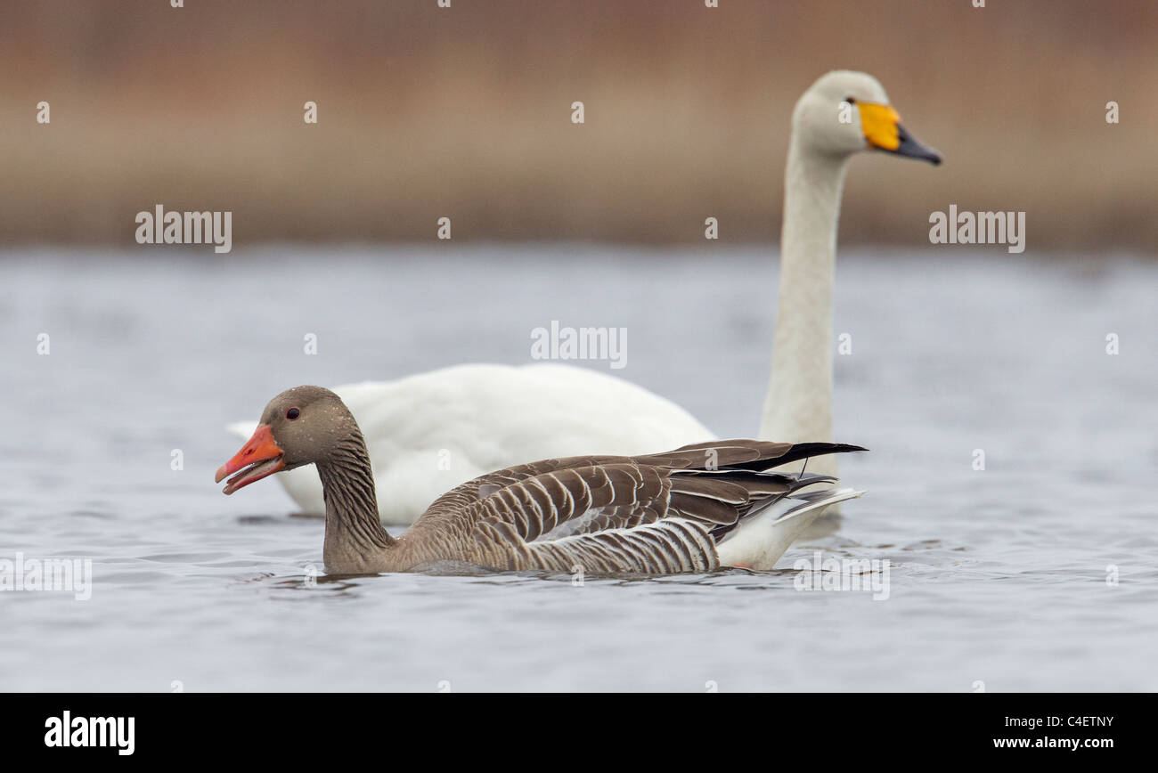 Swimming Graylag Goose, Greylag Goose (Anser anser) with Whooper Swan ...