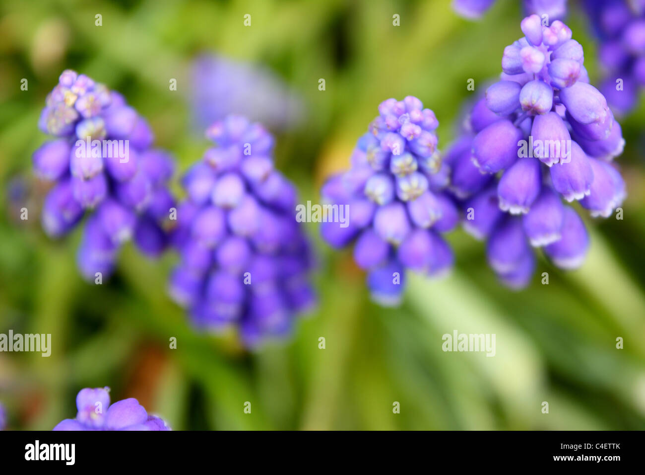 Purple lavender flowers taken using a canon camera and a low aperture ...