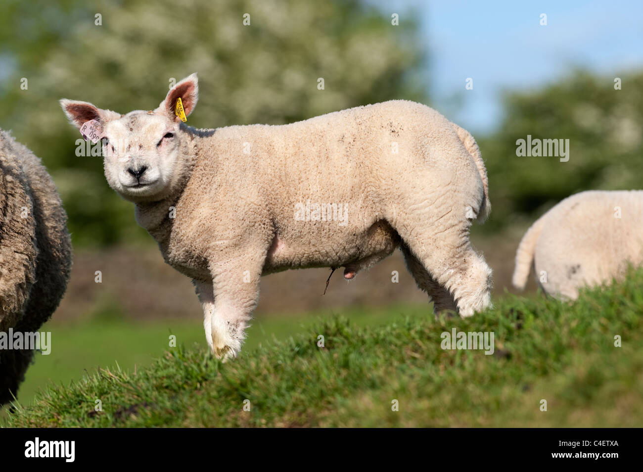 Beltex lamb in spring Stock Photo - Alamy