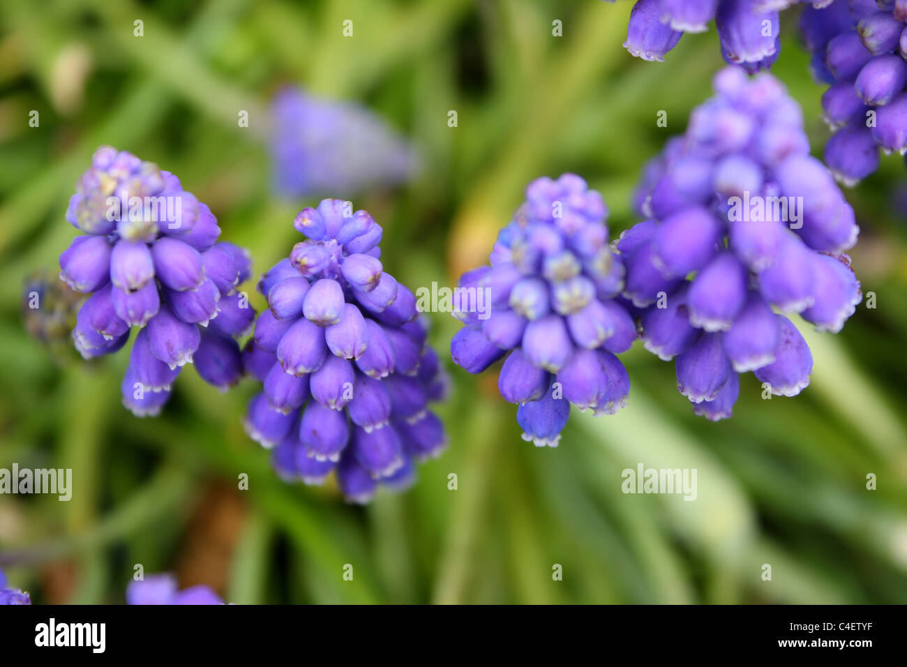 Using canon camera hi-res stock photography and images - Alamy