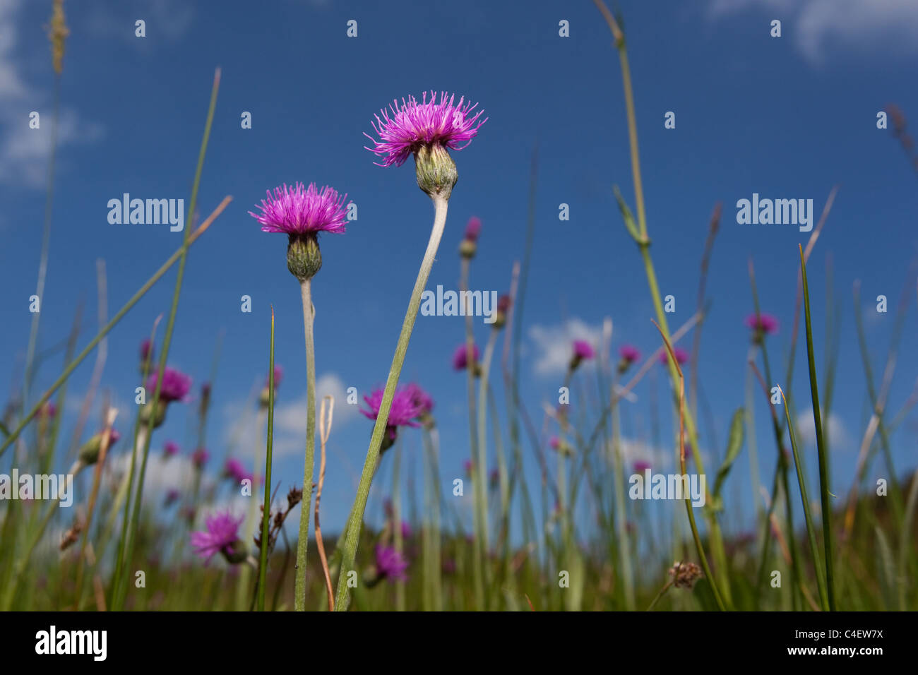 Meadow Thistle Cirsium dissectum in meadow Stock Photo - Alamy