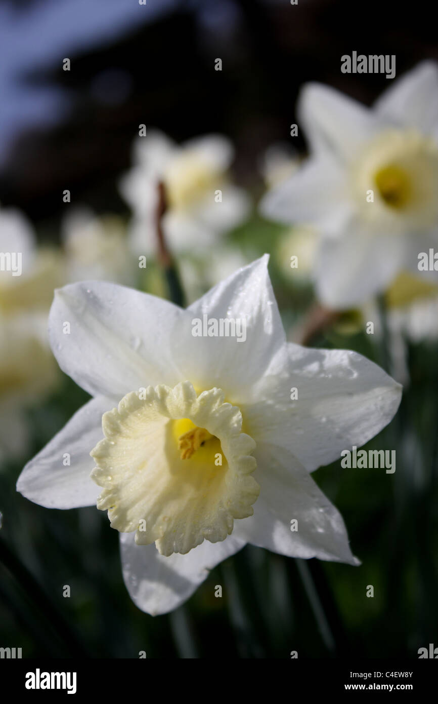 A bright sunny field of white daffodil flowers in the spring Stock ...