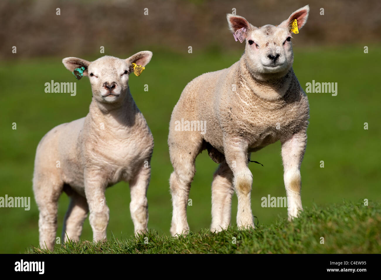 Beltex lamb in spring Stock Photo - Alamy
