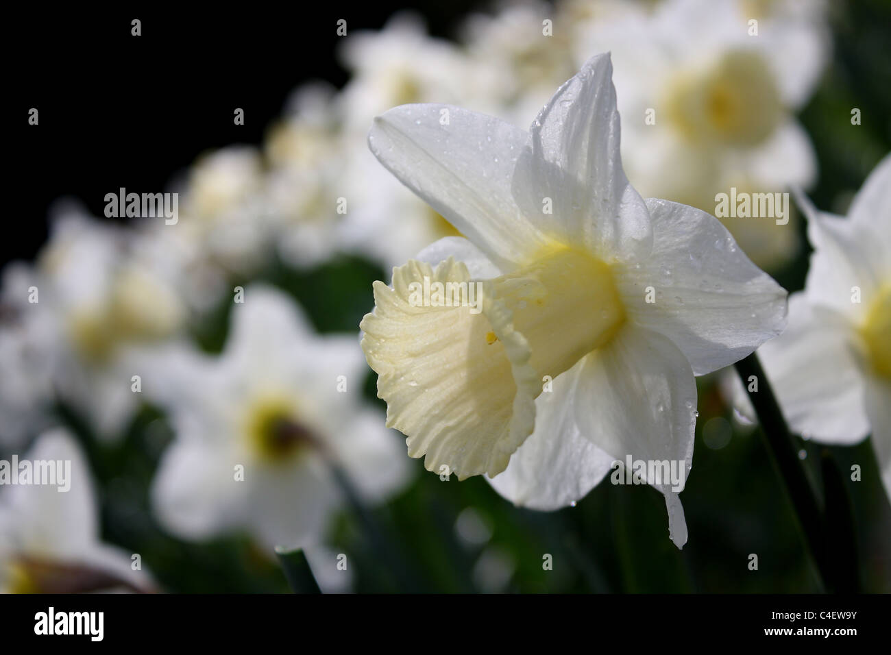 A bright sunny field of white daffodil flowers in the spring Stock ...