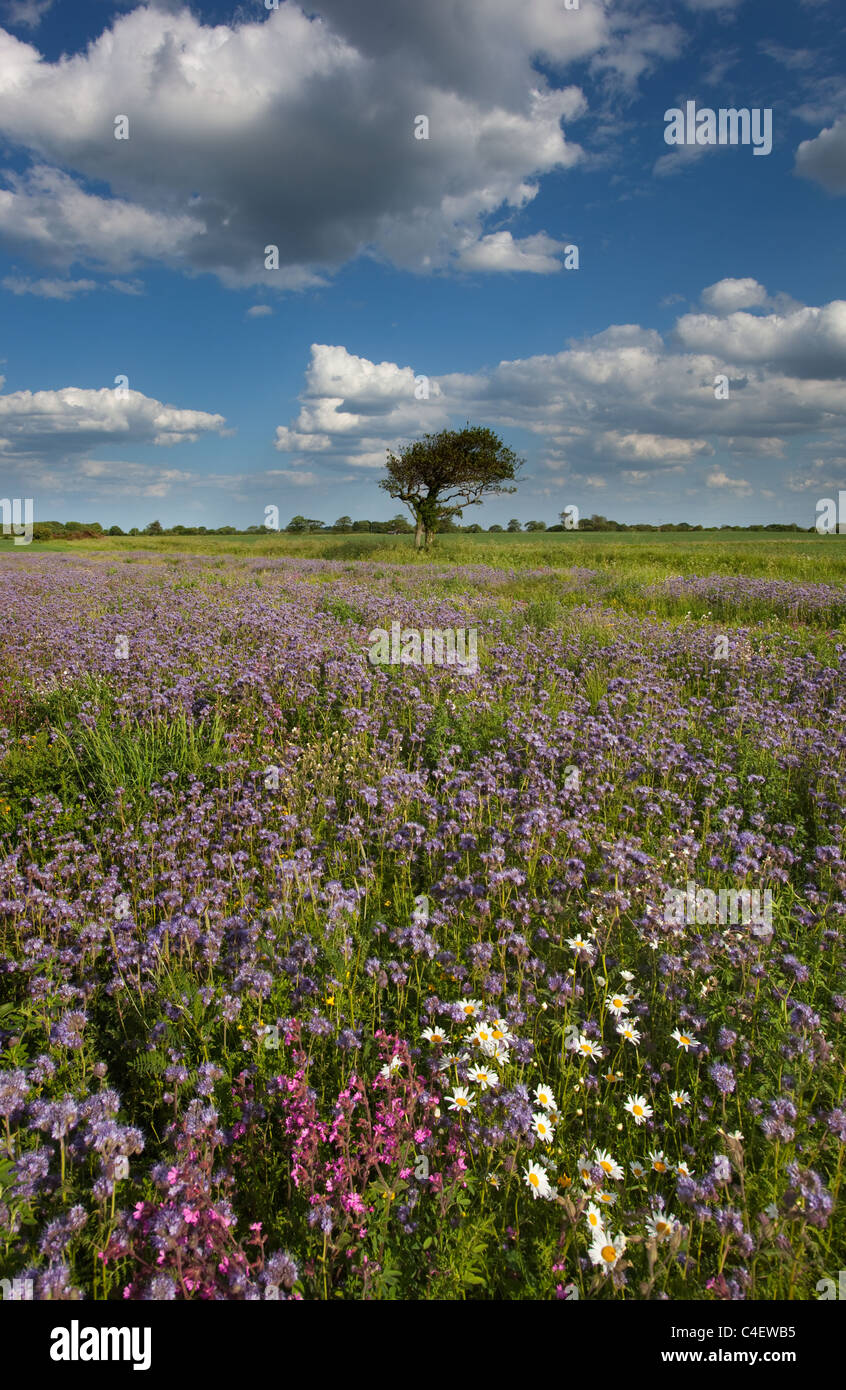 Green manure field phacelia in hi-res stock photography and images - Alamy