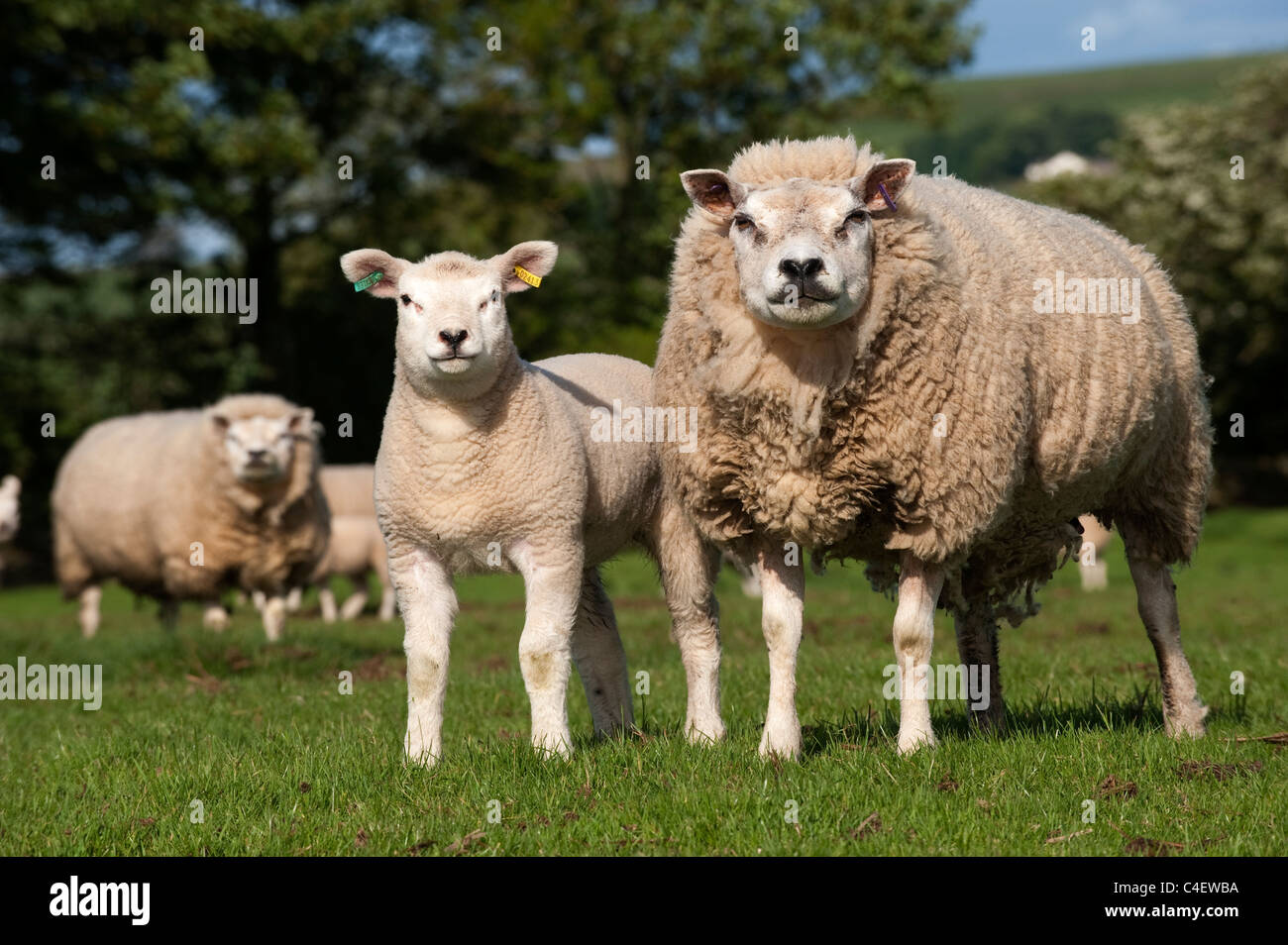 Texel ewe with lamb at foot Stock Photo - Alamy