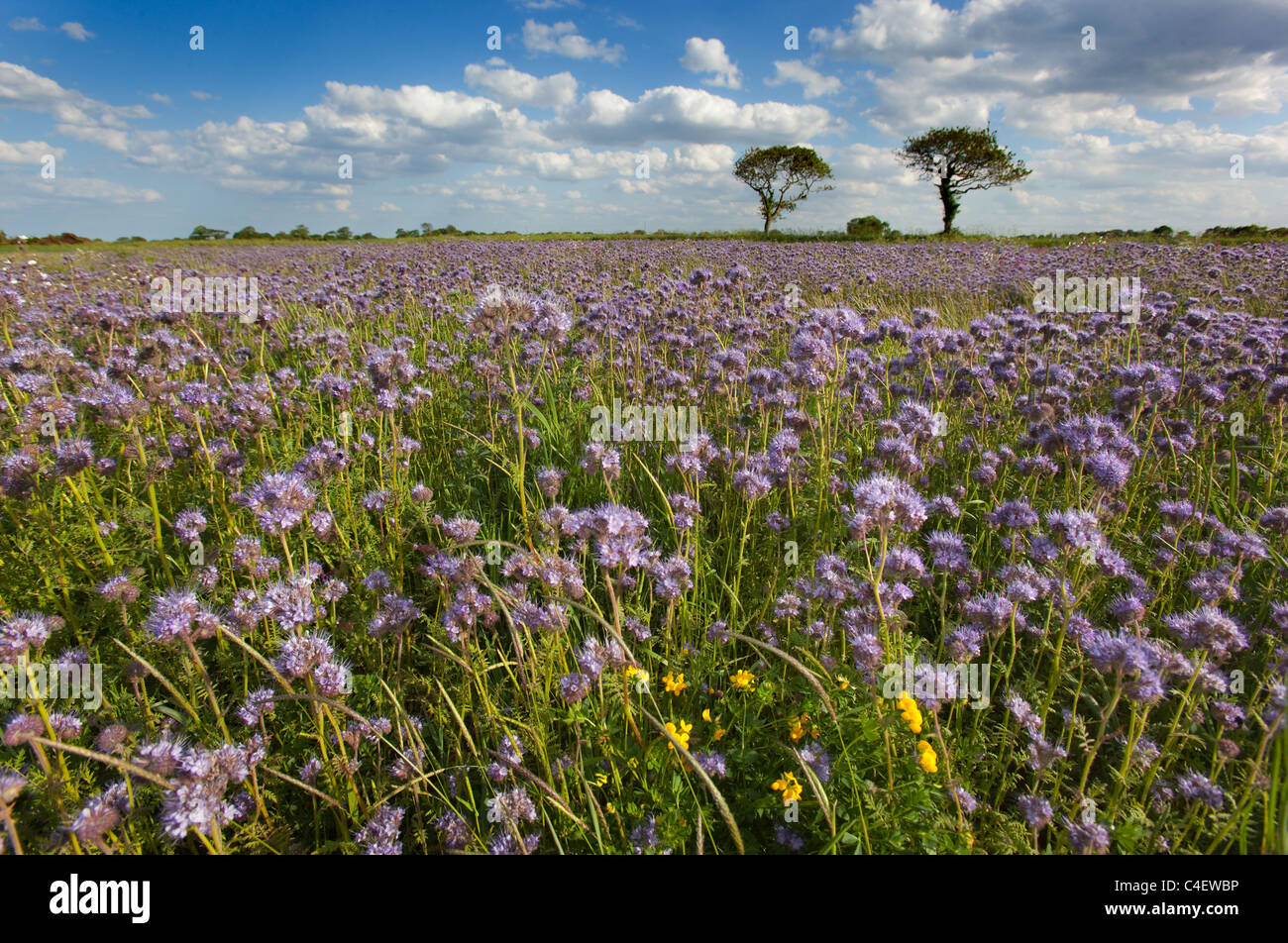 Green manure field phacelia in hi-res stock photography and images - Alamy