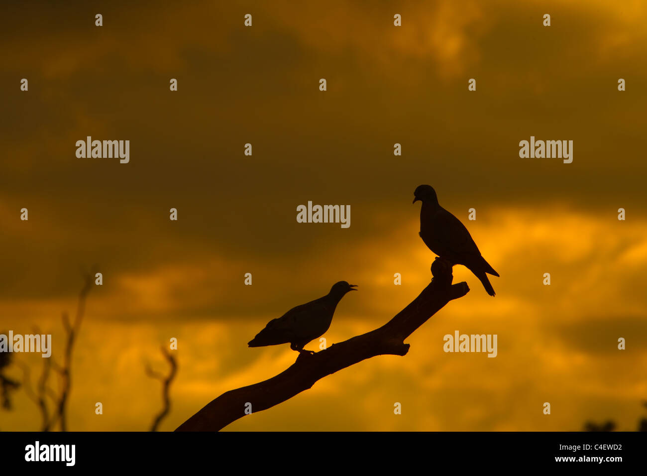 Stock Doves Columba oenas at dawn Stock Photo - Alamy