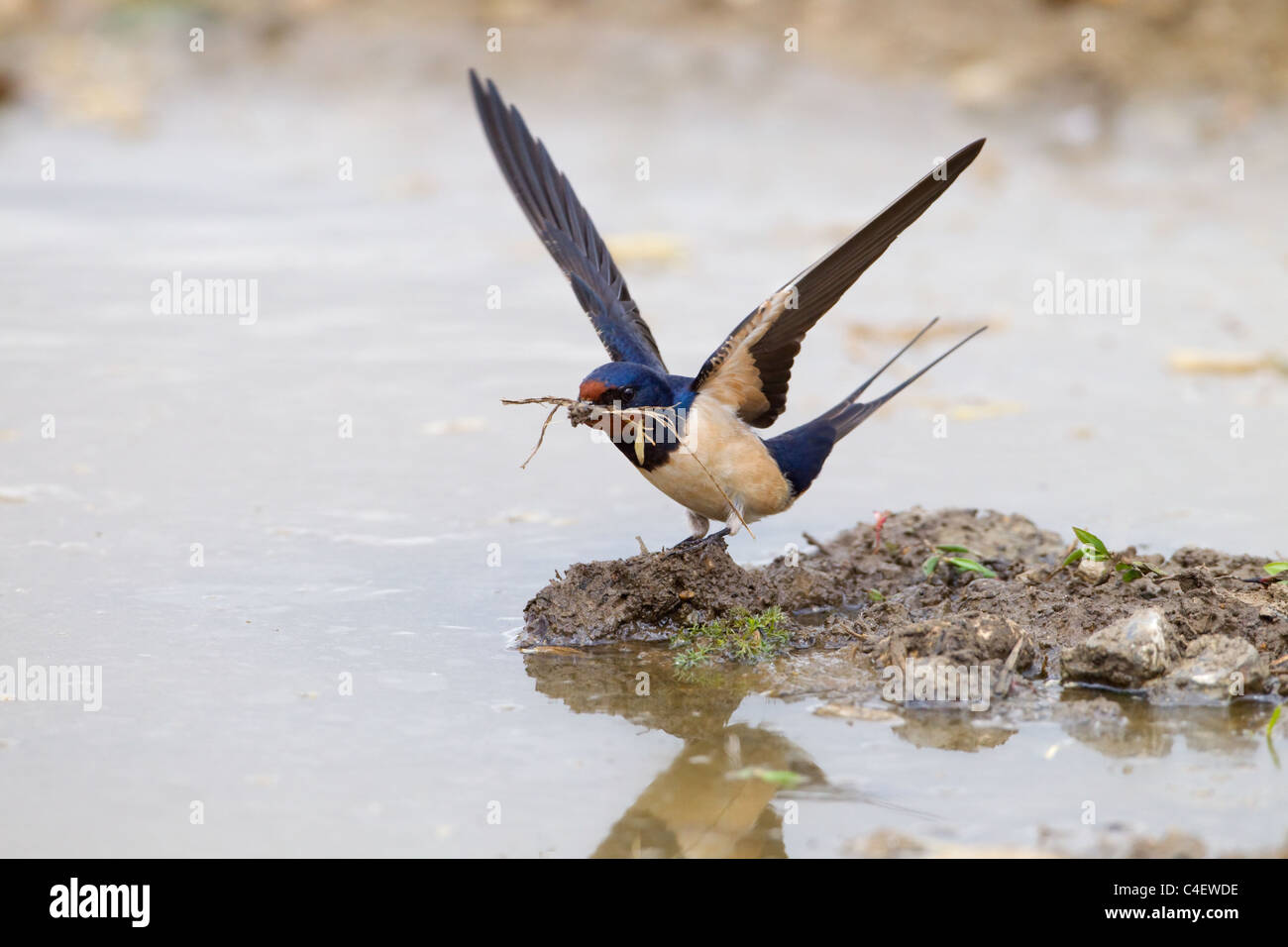 Mud bird nest hi-res stock photography and images - Alamy
