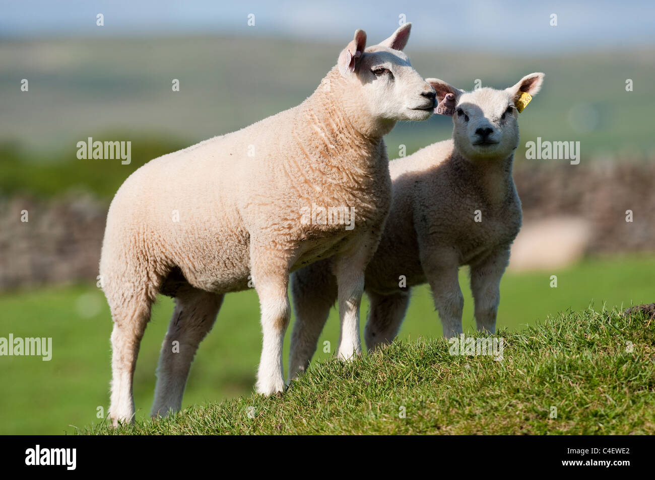 Beltex Sheep High Resolution Stock Photography and Images - Alamy