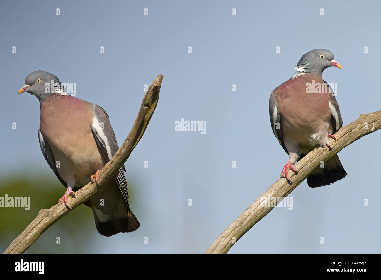 Columbidae family of birds hi-res stock photography and images - Alamy