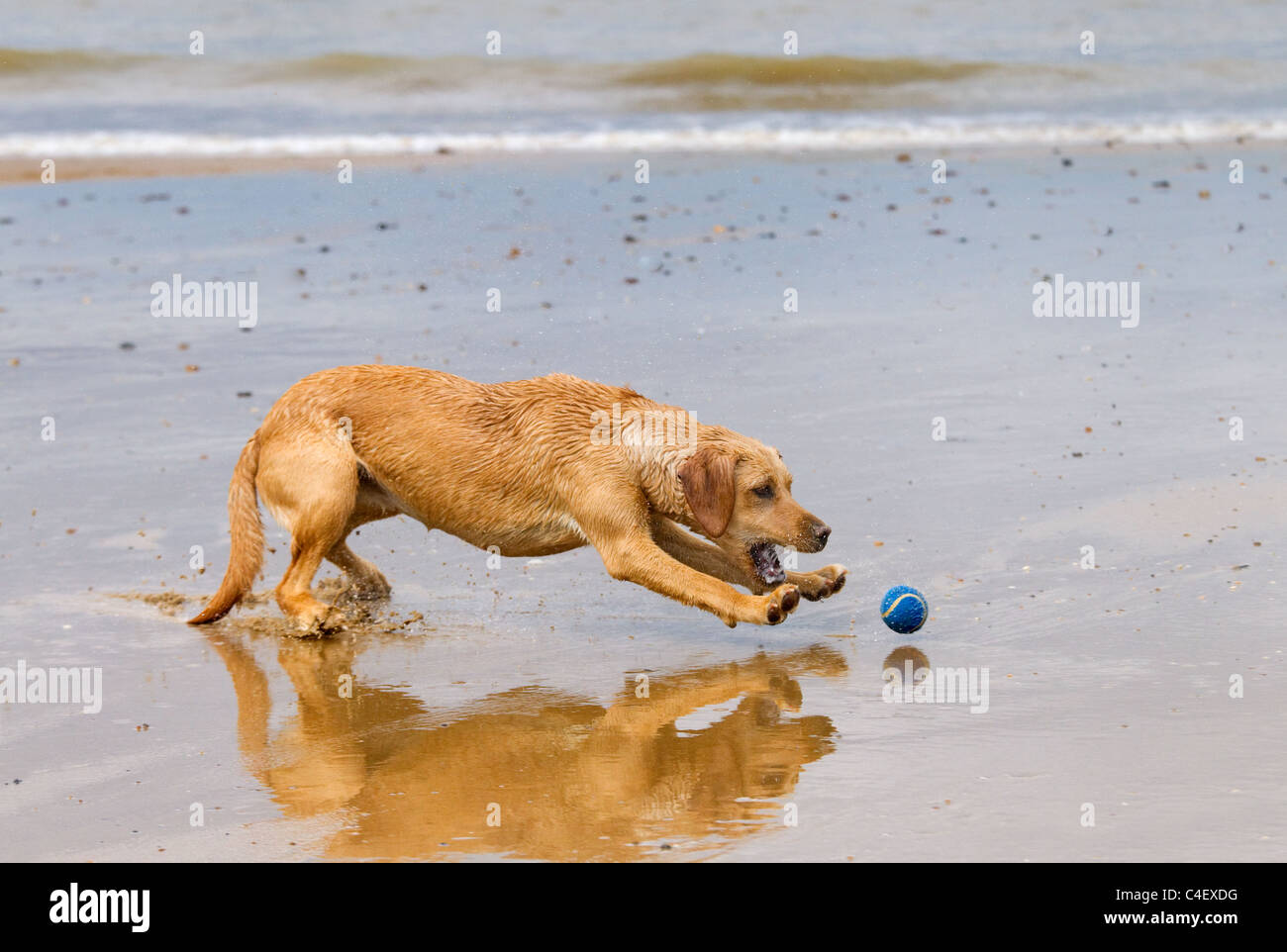 Yellow Labrador playing with ball Stock Photo - Alamy
