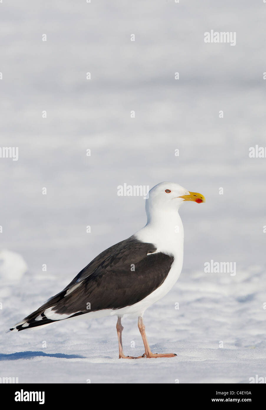 Black back gull hi-res stock photography and images - Alamy