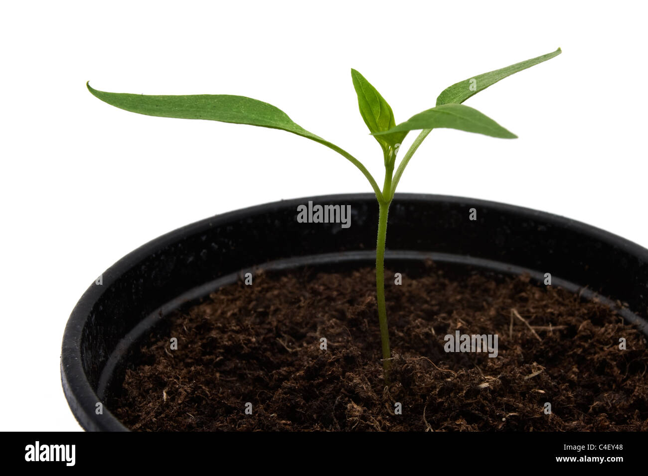 Seedling in a pot on a white background Stock Photo - Alamy