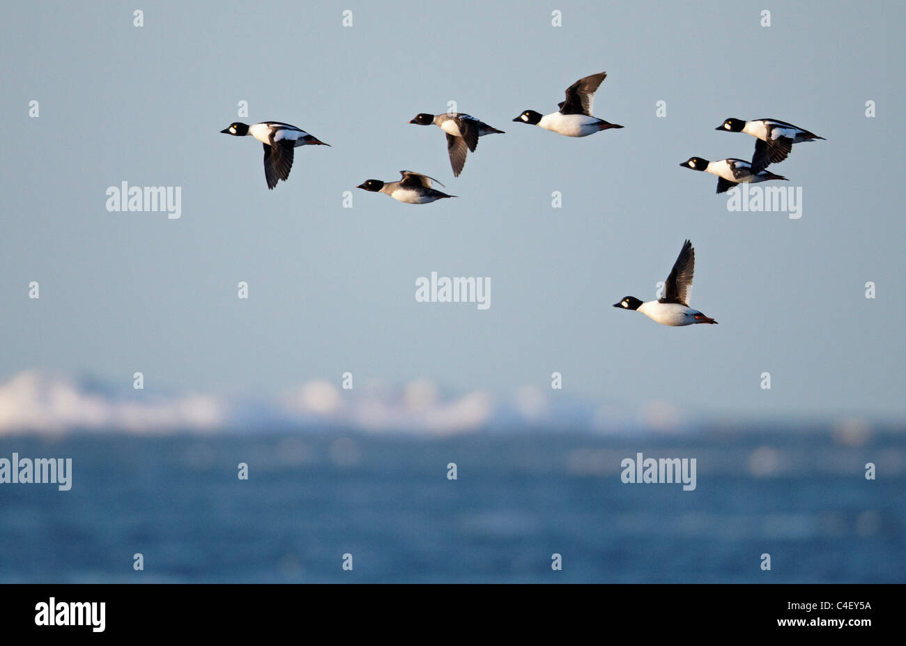 Common Goldeneye (Bucephala clangula). Males and females in flight ...