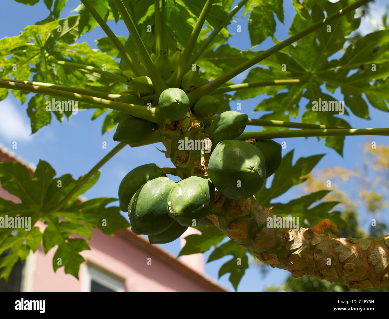 Close up of papaya fruit fruits plant tree growing in garden Madeira ...