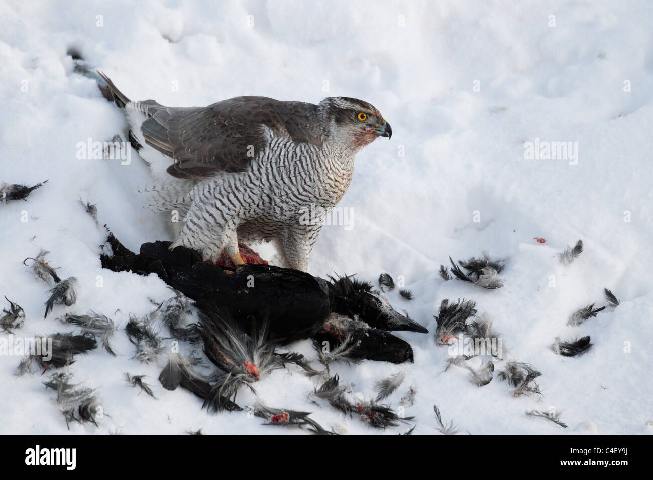 Raven with prey hi-res stock photography and images - Alamy