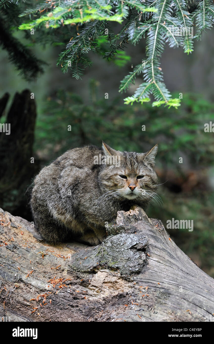 Wild cat (Felis silvestris) resting on fallen tree trunk in woodland ...