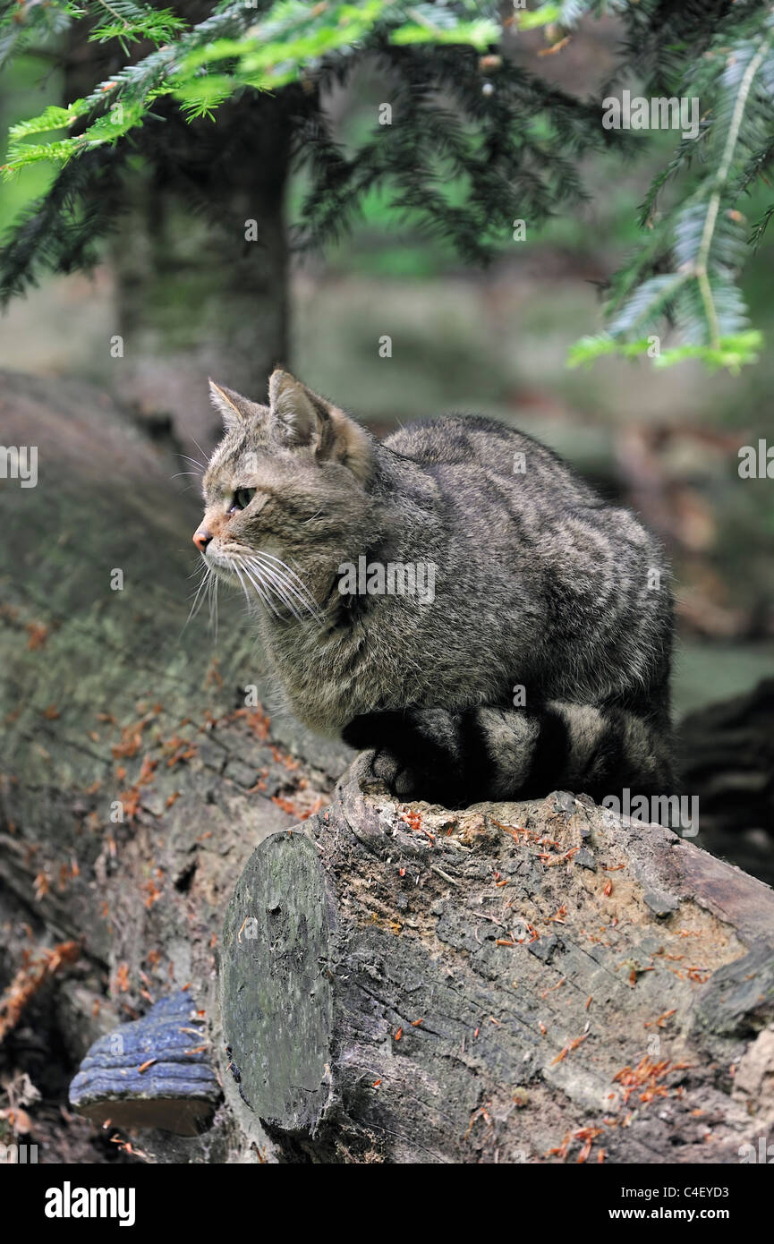 Wild cat (Felis silvestris) resting on fallen tree trunk in woodland ...