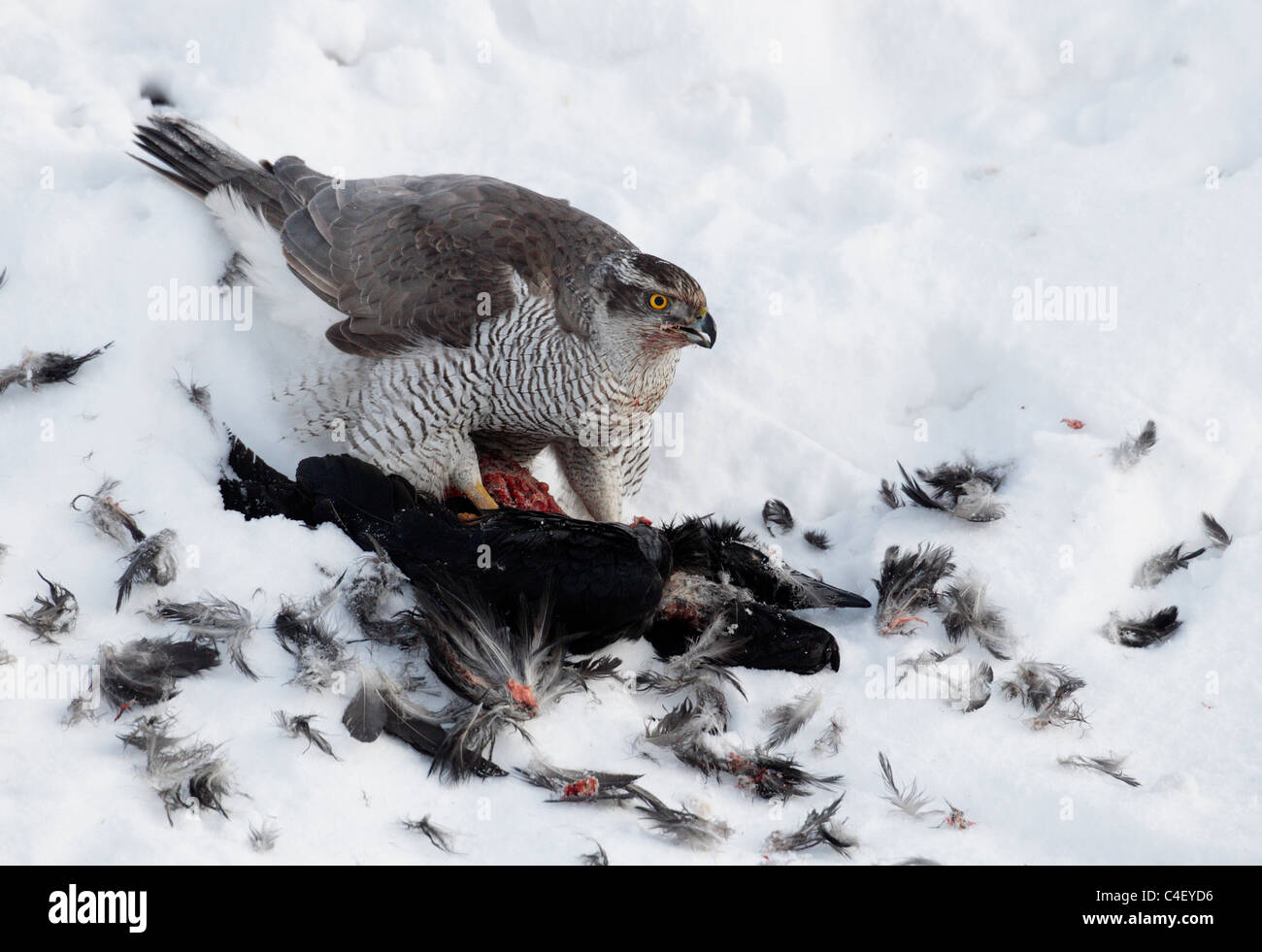 Raven with prey hi-res stock photography and images - Alamy