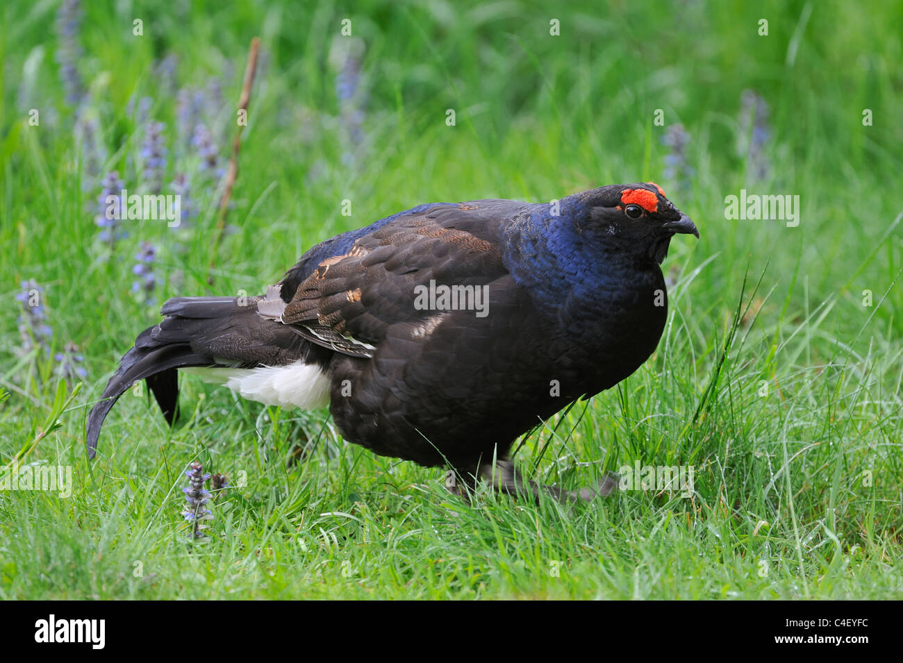Male Black grouse (Lyrurus tetrix / Tetrao tetrix) portrait Stock Photo ...