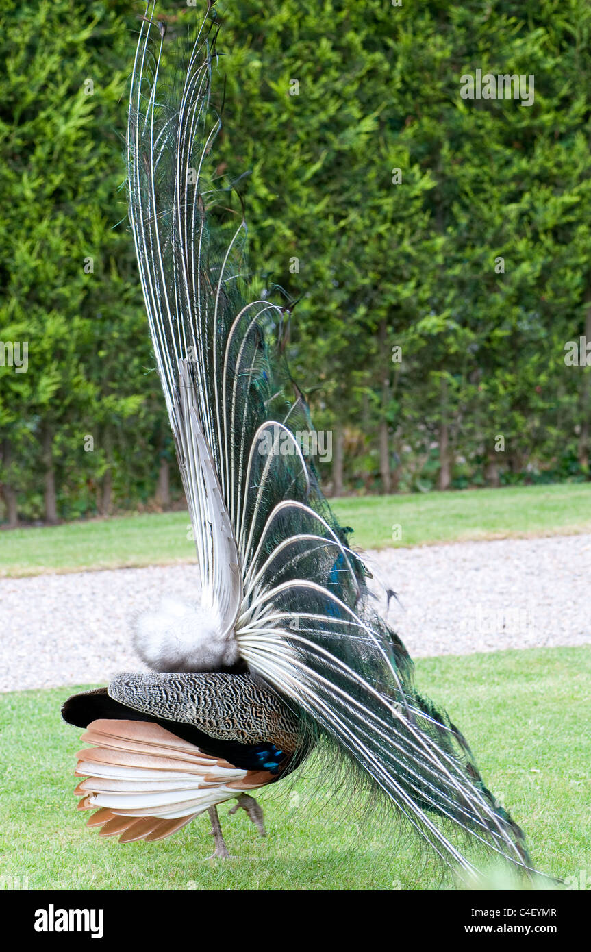 Backside of peacock hi-res stock photography and images - Alamy